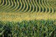Corn: Now and Then (Infographic) | Wake Up World