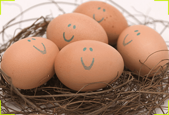 Searching for a Good Egg: Which Type is Best - Organic, Free-Range ...