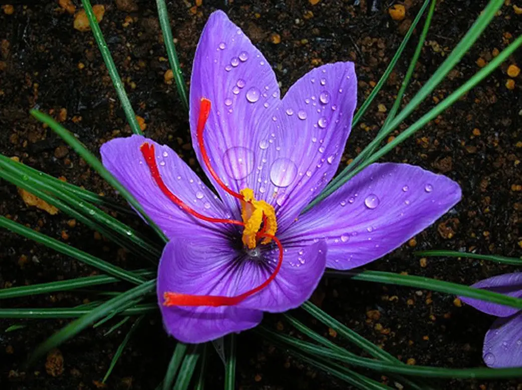 The Ancient Flower That Heals The Human Soul | Wake Up World