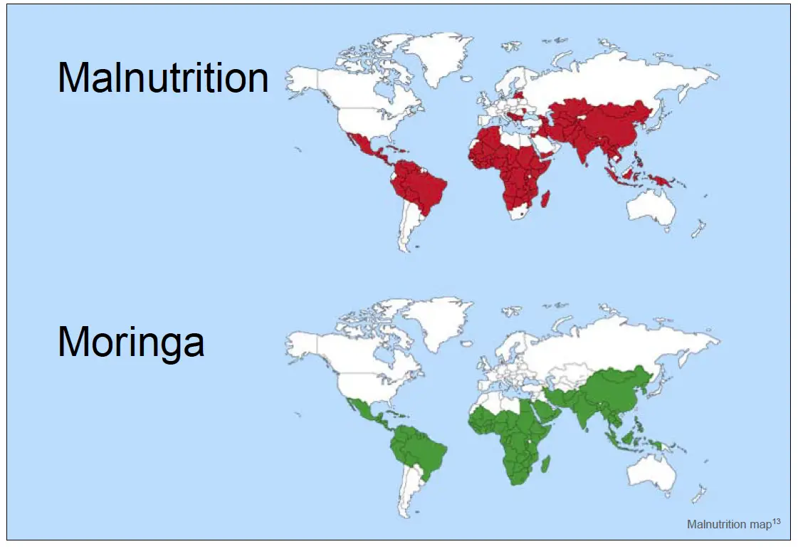 Amazing Moringa: Medicinal, Edible and Easy to Grow | Wake Up World