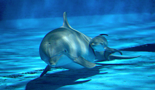 Dolphin Midwives and Underwater Birthing | Wake Up World