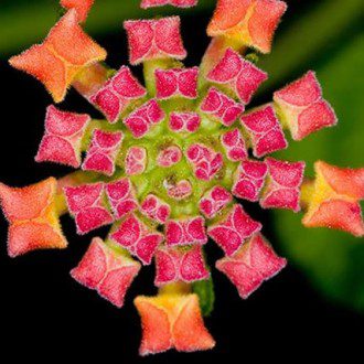 15 Plants That Teach Us Sacred Geometry At Its Finest | Wake Up World