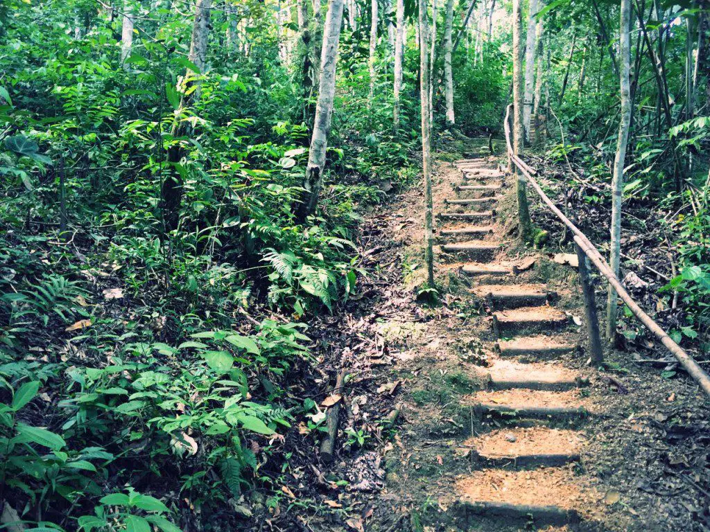 Shadow Work and Healing – Reflections from the Peruvian Jungle | Wake ...