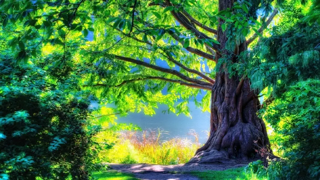 In the Language of Trees: How Plants Can Teach Us to Communicate