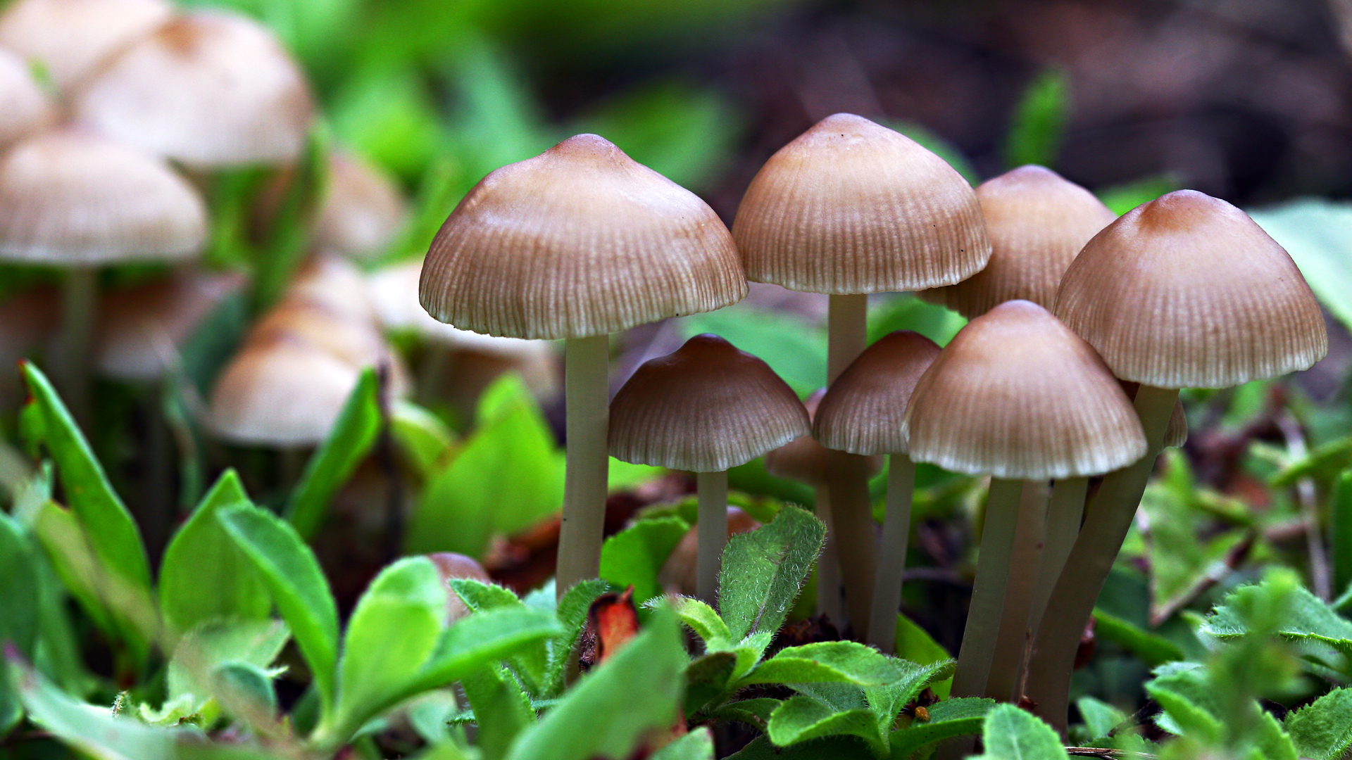 Psychedelic Renaissance is Bringing an Era of Incredible Natural ...