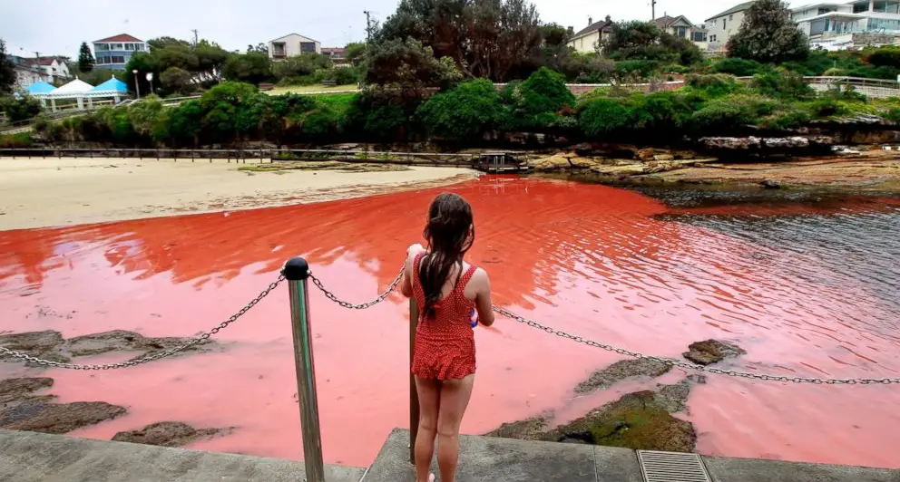 The Grotesque Truth About FL's Red Tide Disaster: Lake O' Green Algae ...