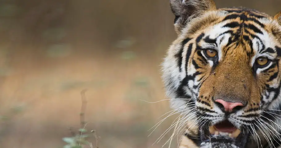 The Origins of the Spirit Animal, Totem and Power Animal
