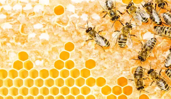 Royal Jelly: Anti-Diabetic Healing Gift from the Bee Hive | Wake Up World