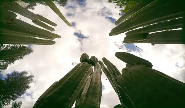 The Essence of Huachuma Cactus | Wake Up World