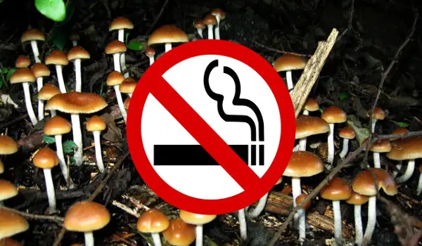Psychedelic Therapy Offers New Hope for Smokers Trying to Quit | Wake ...