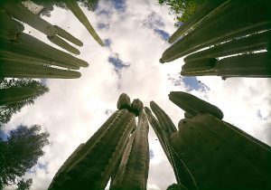 Huachuma: The Unforgettable Mystery | Wake Up World