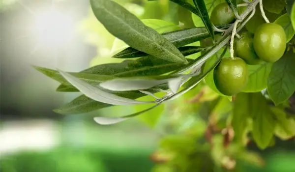 Olive Leaf Extract Benefits: Brain, Heart and Immune System