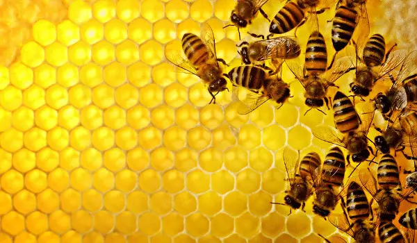 Cell Phone-Induced Bodily Harm: How The Bees Can Help | Wake Up World