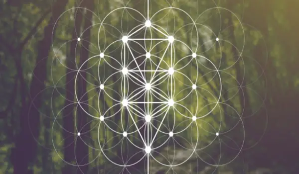 The Four Dimensions of the Tree of Life | Wake Up World