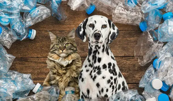 10 Tips for Living an Eco-Friendly Life With Your Pet