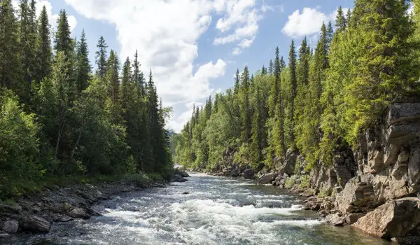 Rivers Are Key to Restoring the World’s Biodiversity