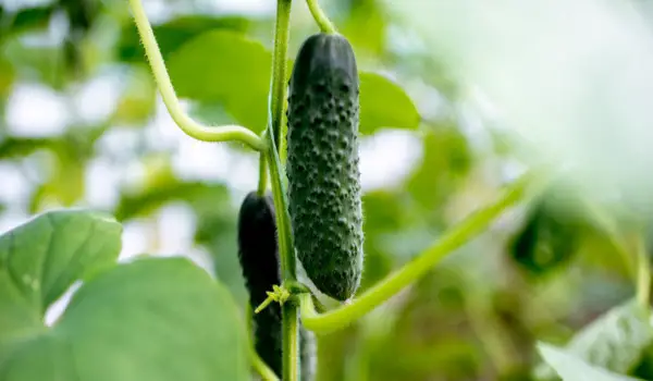 18 Medicinal Properties of Cucumbers