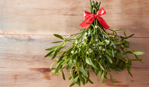 Mistletoe Extract Beats Chemotherapy Against Colon Cancer Cells