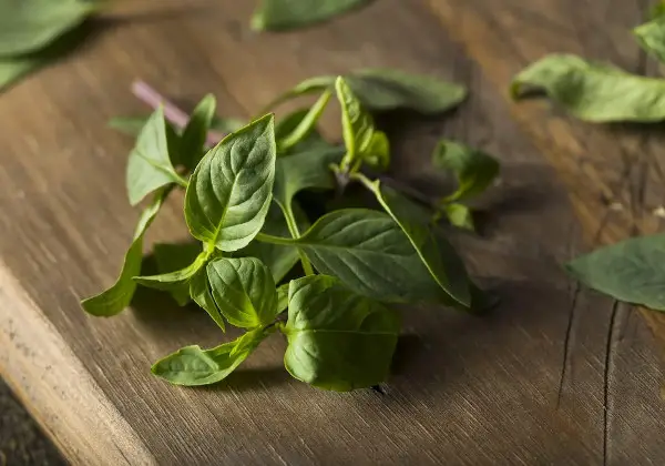 Top Three Reasons to Try Holy Basil
