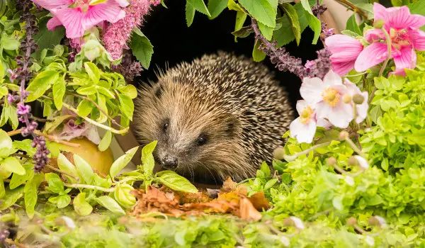 Turning Your Backyard Into a Wildlife Haven