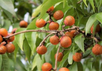 What Are Saponins? Discovering Their Health Benefits | Wake Up World