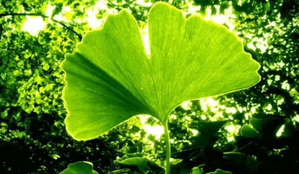 Boost Memory, Regenerate Neurons with This Ancient Plant