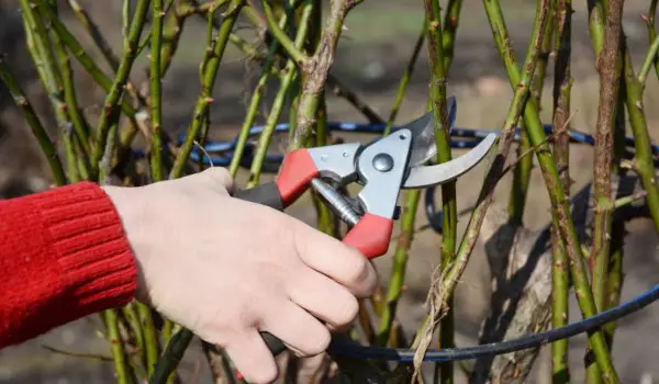 Green Thumb Hack: Chop & Drop for Garden Success