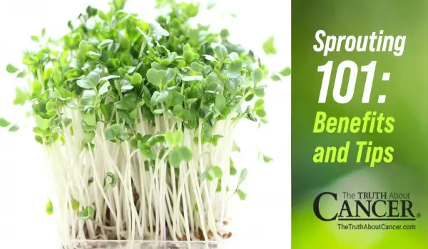 Sprouting 101: Benefits and Tips