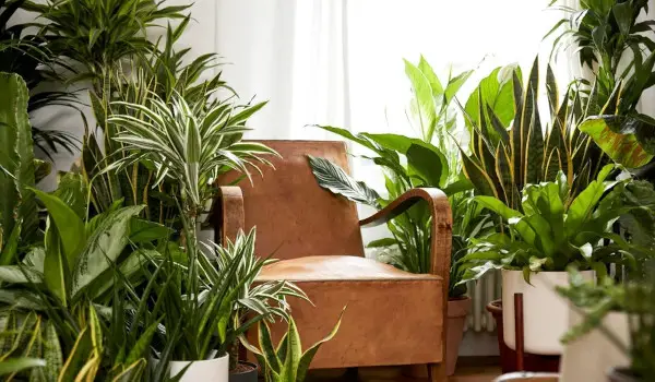 How to Boost Health By Adding Green Spaces to Your Home