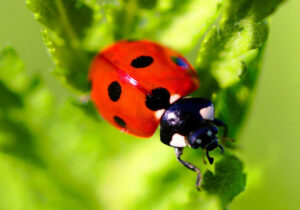 9 Beneficial Bugs and Tips to Welcome Them to Your Garden