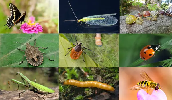 9 Beneficial Bugs and Tips to Welcome Them to Your Garden